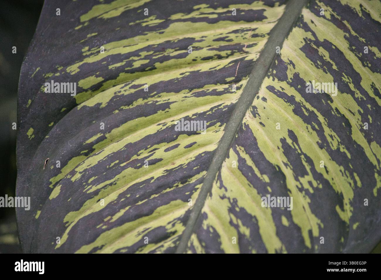 A large leaf with contrasting yellow and dark green stripes, displaying ...