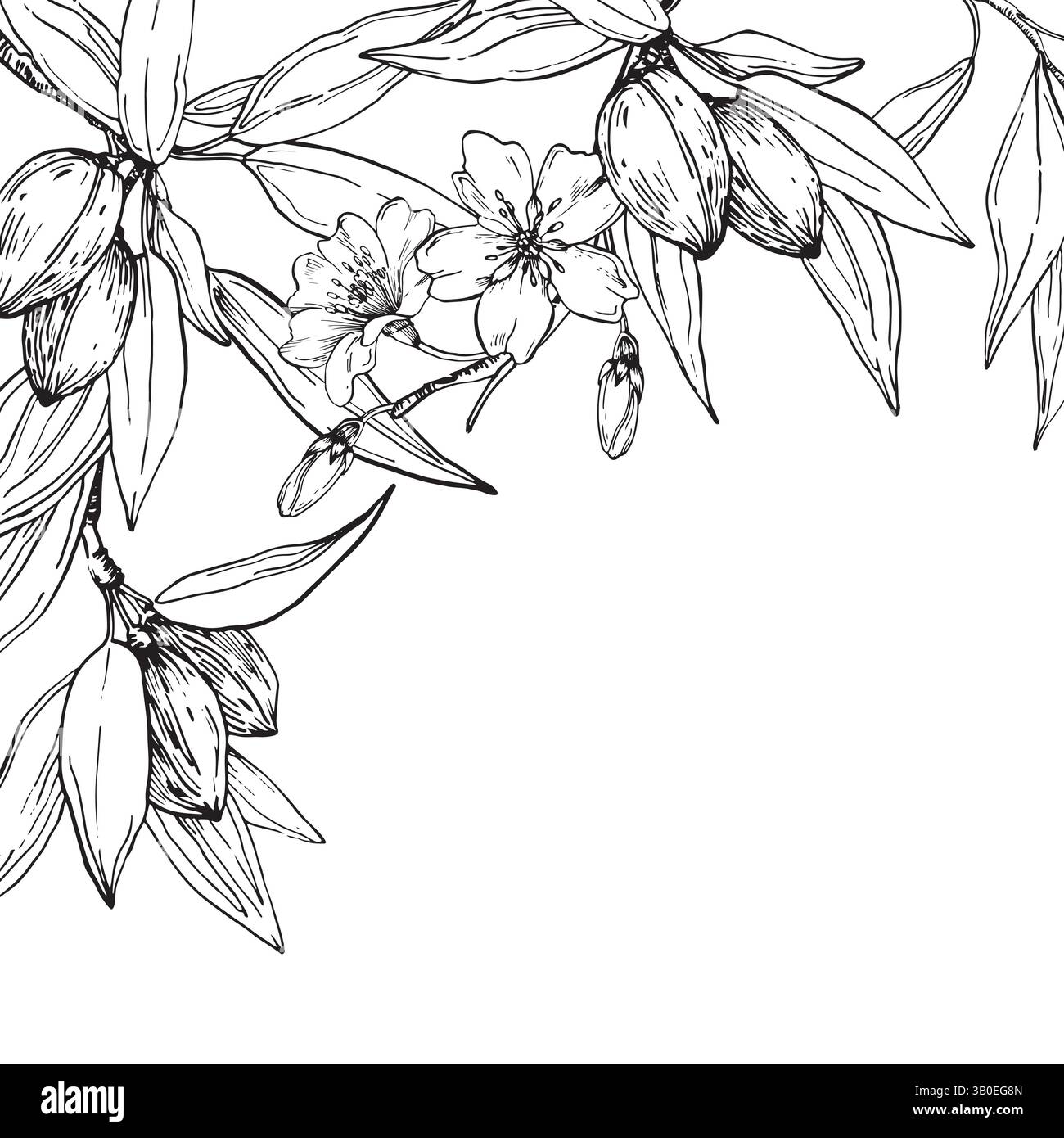 Almond frame vector illustrations hand drawn with ink Stock Vector ...