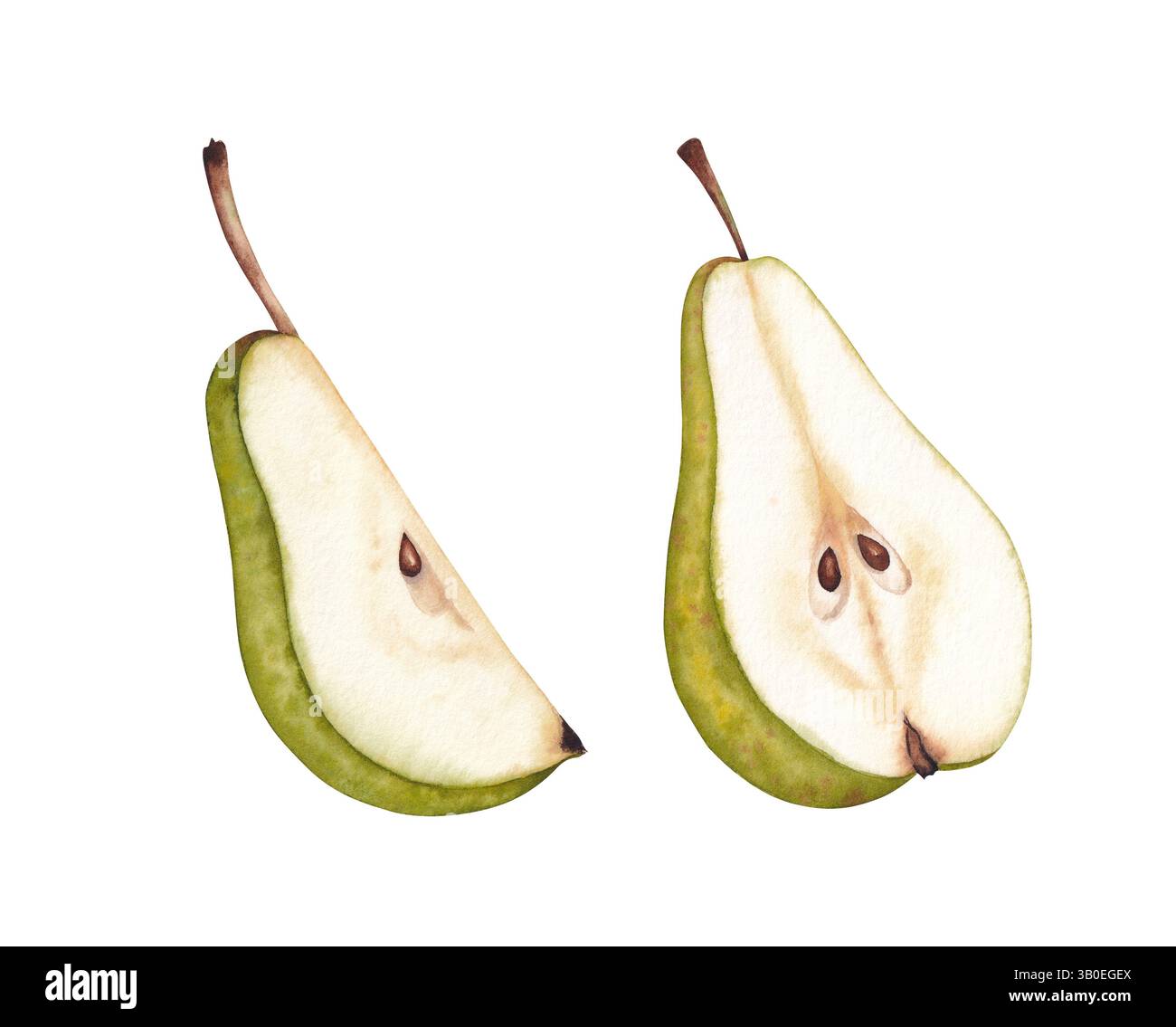 Hand drawn watercolor pears isolated on white background. Green pear ...