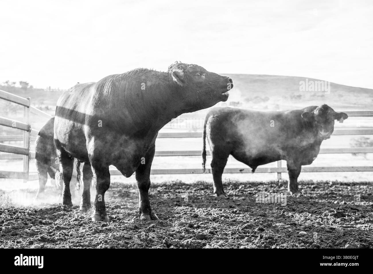 Herd cattle farm in Black and White Stock Photos & Images - Alamy