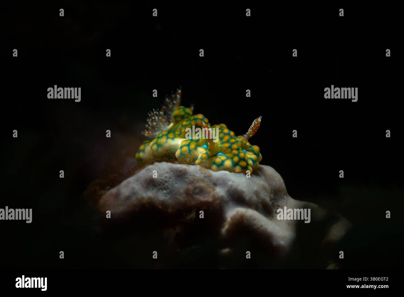Miamira sinuata is a species of colorful dorid nudibranch. Underwater ...