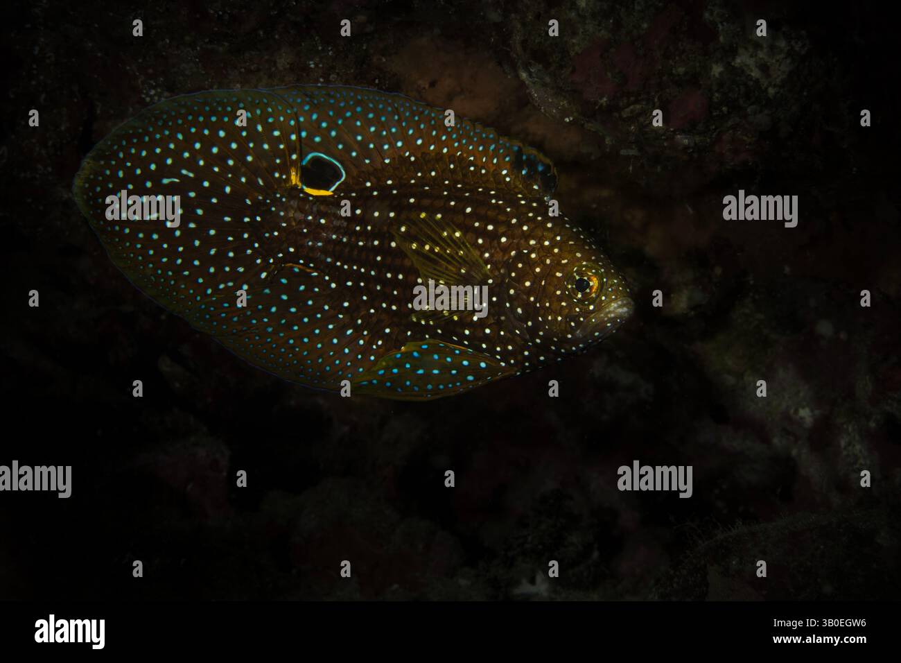 Comet longfin (Calloplesiops altivelis). Underwater macro photo from ...
