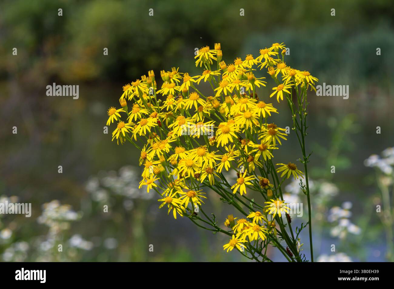 Wild plant Jacobaea vulgaris in the forest meadow. Known as ragwort ...