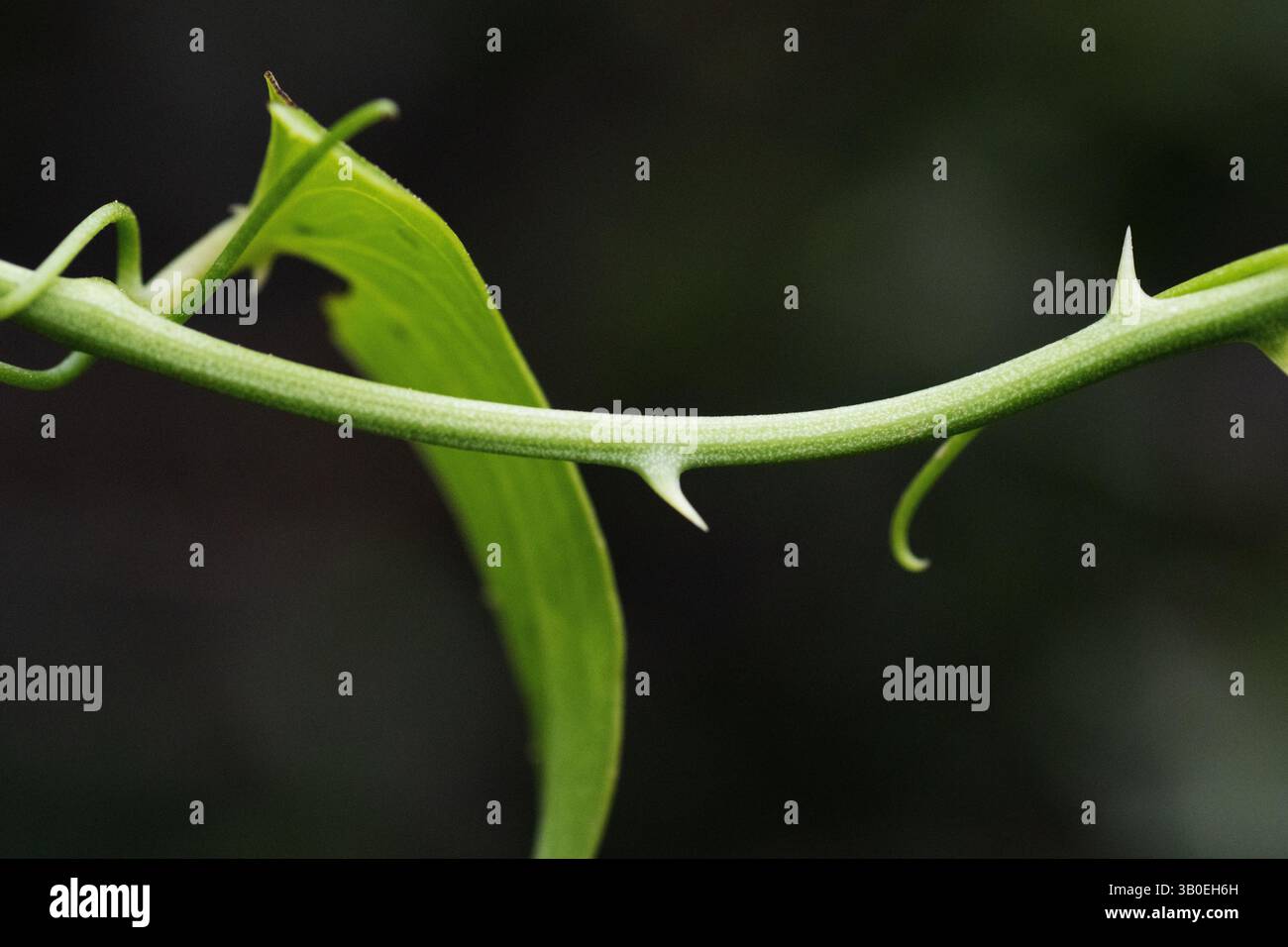 close up of the leaves, stem and thorns of Sarsaparille or Common ...