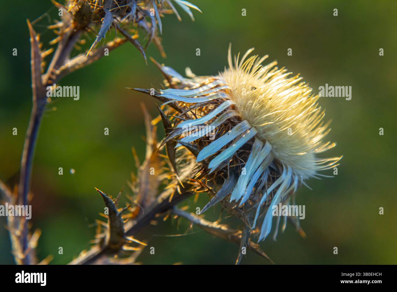 Carlina biebersteinii plant at field at nature. Carlina vulgaris or ...