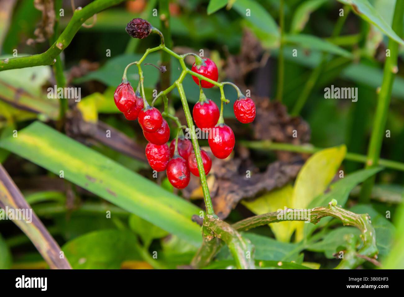 Red berries of woody nightshade, also known as bittersweet, Solanum ...