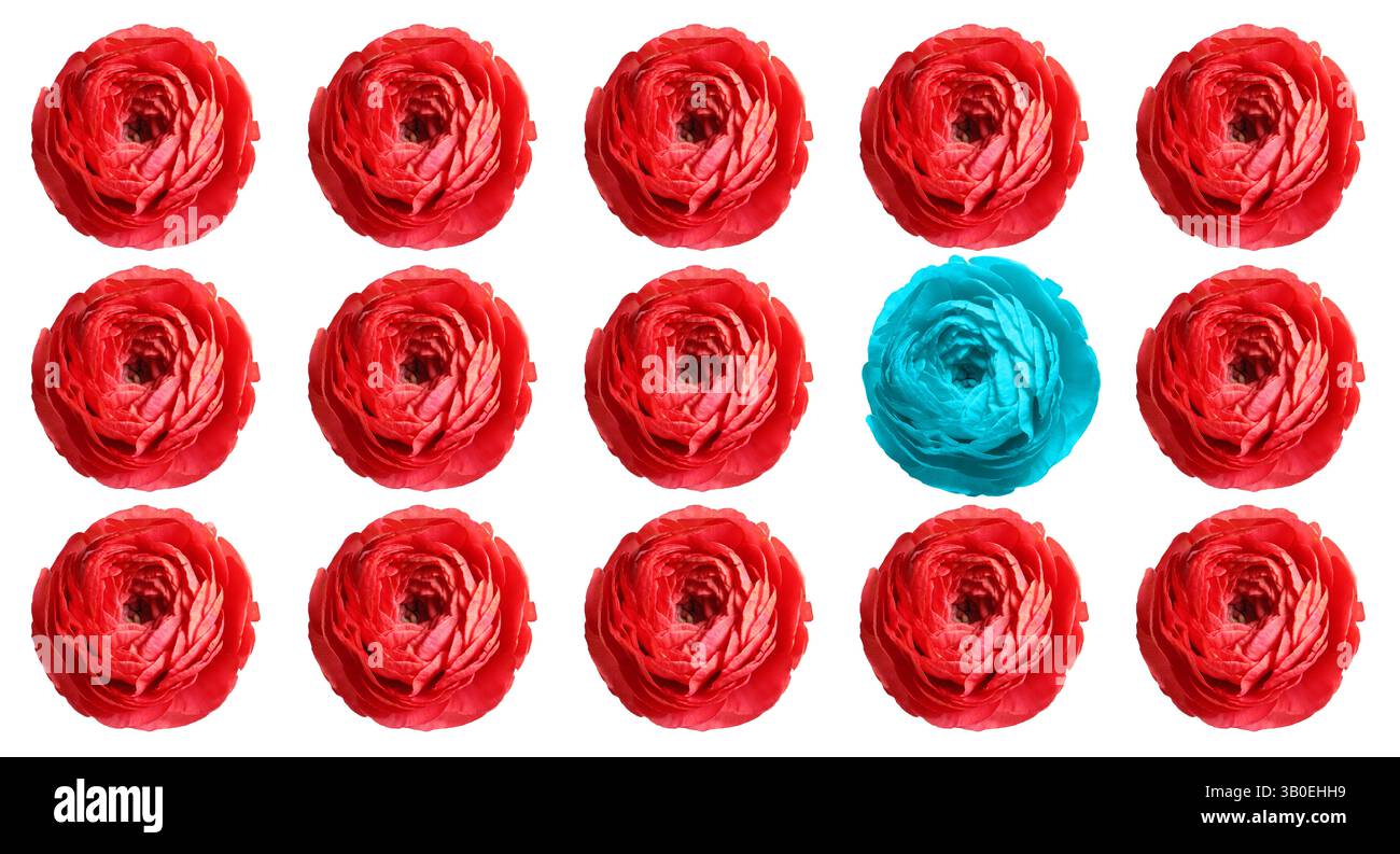 Different, unique, special. Blue flower among red ones on white ...