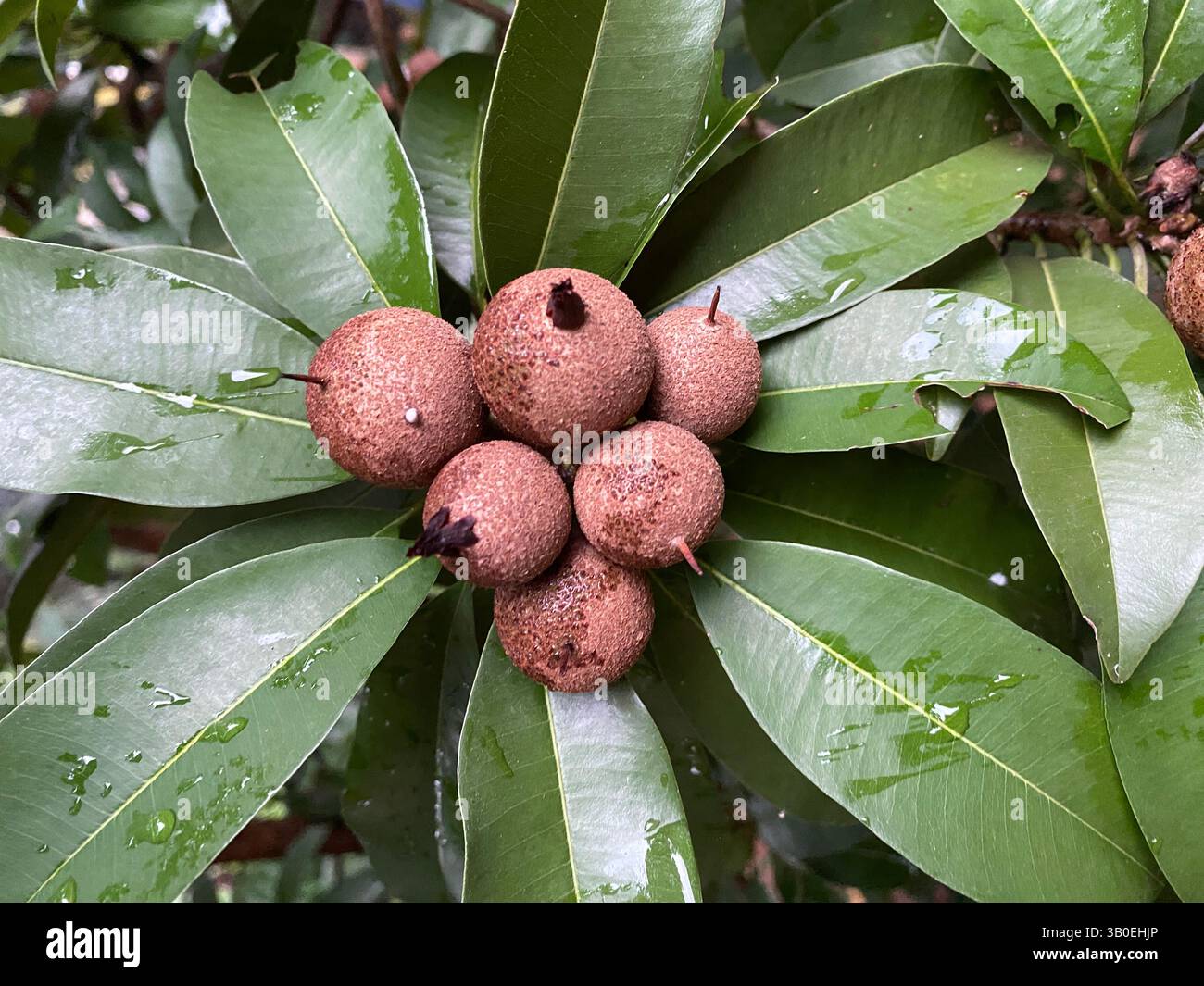 Manilkara zapota or Sapodilla, the fruit has a sweet fresh taste from tree, sapodilla plum in ...