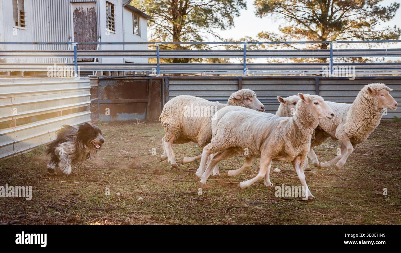 Dog working sheep Stock Photo - Alamy