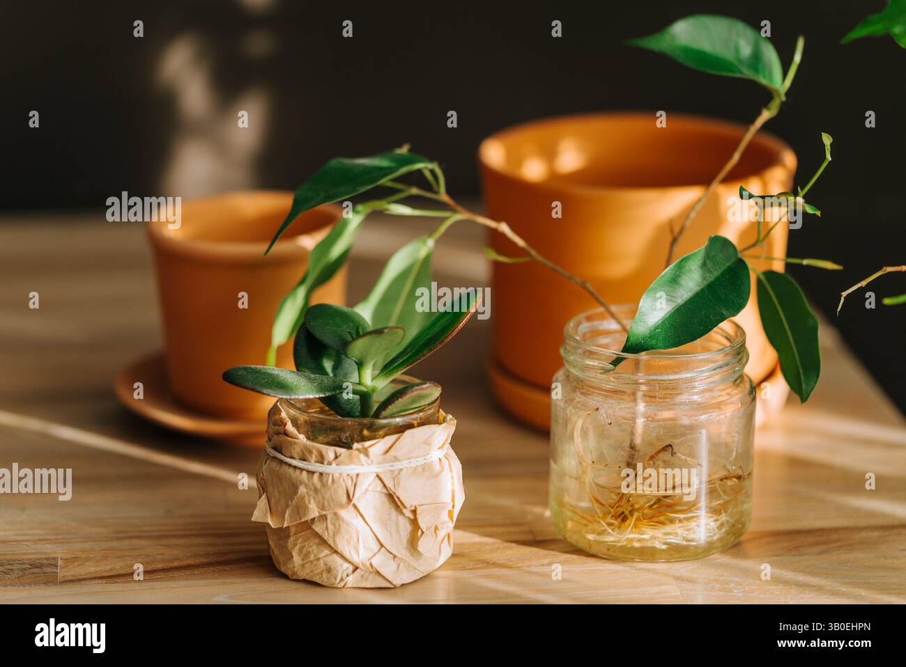 Rooting jar hi-res stock photography and images - Alamy