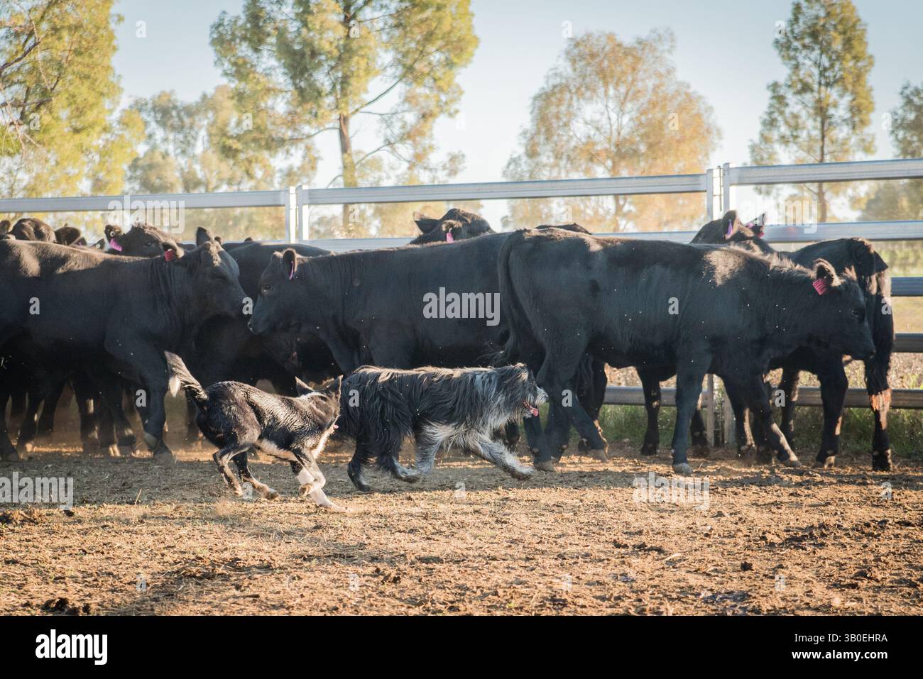 dog working cattle Stock Photo - Alamy