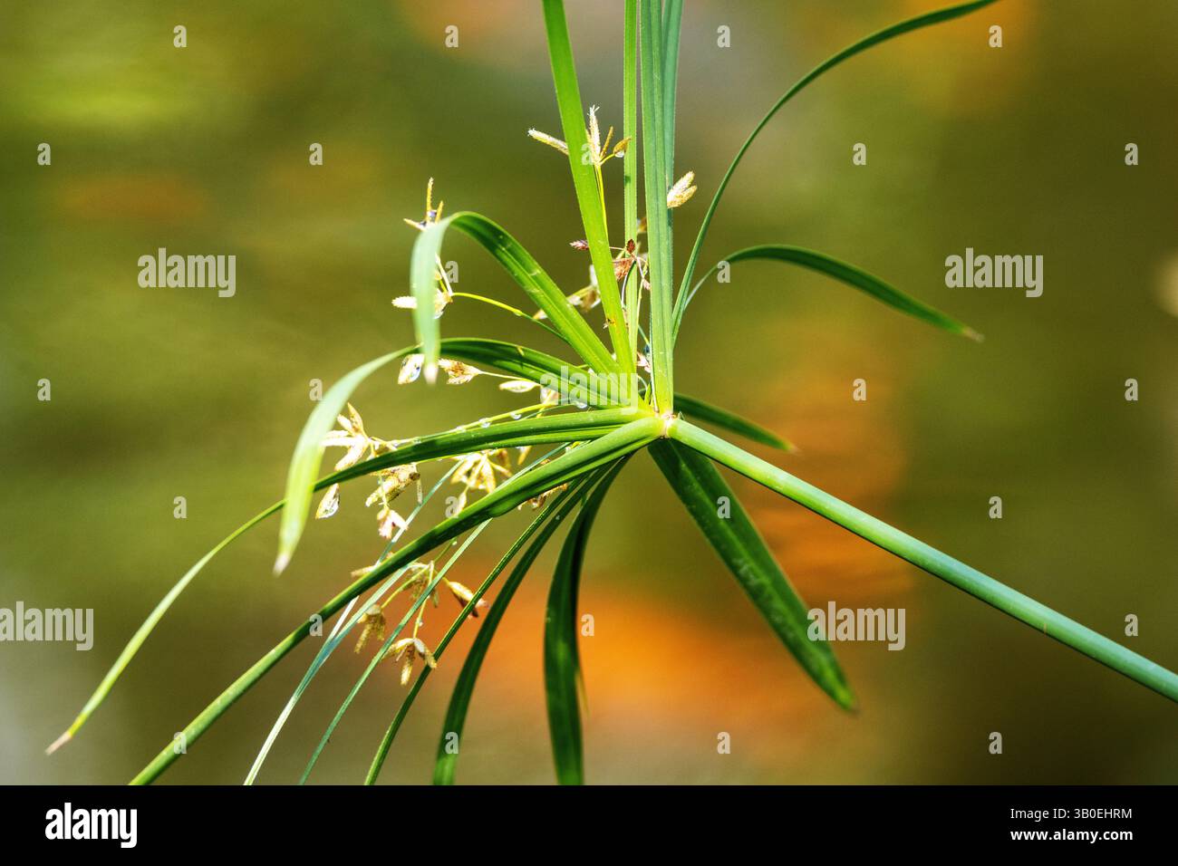 detailed close up of the leaf of an umbrella palm (Cyperus ...
