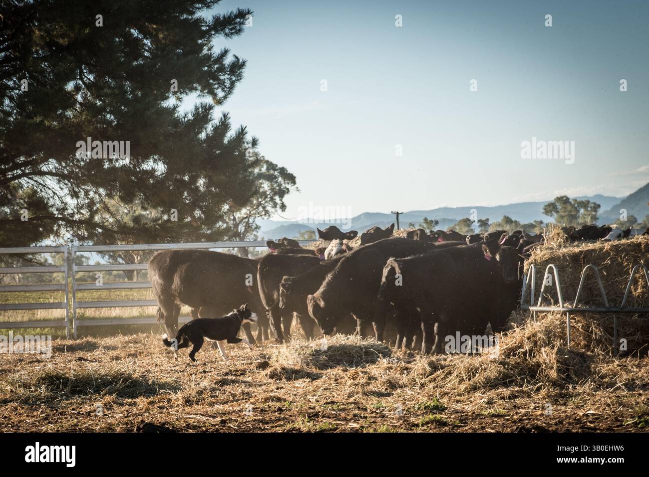 dog working cattle Stock Photo - Alamy