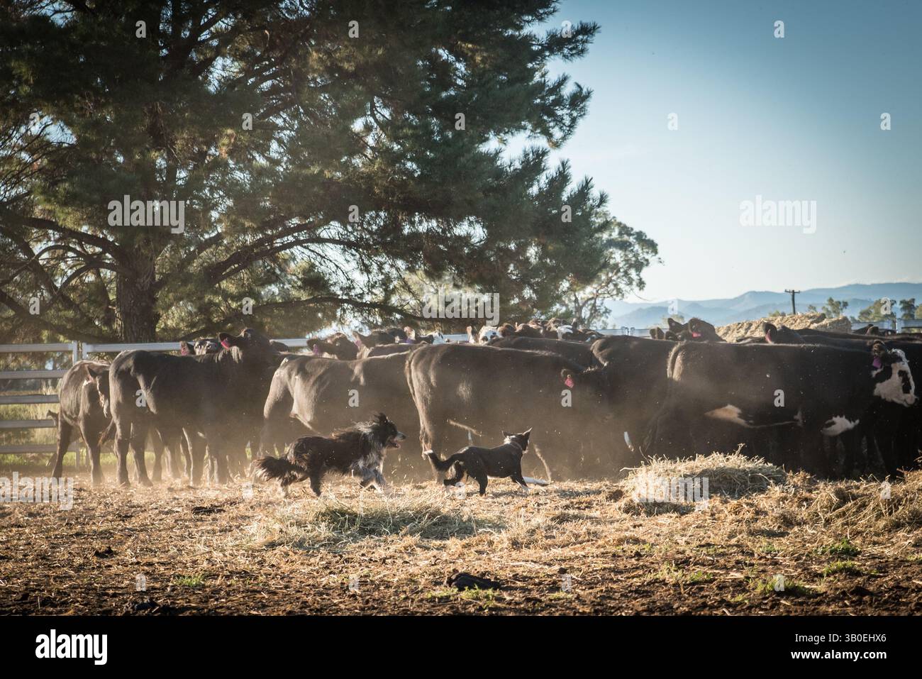 dog working cattle Stock Photo - Alamy