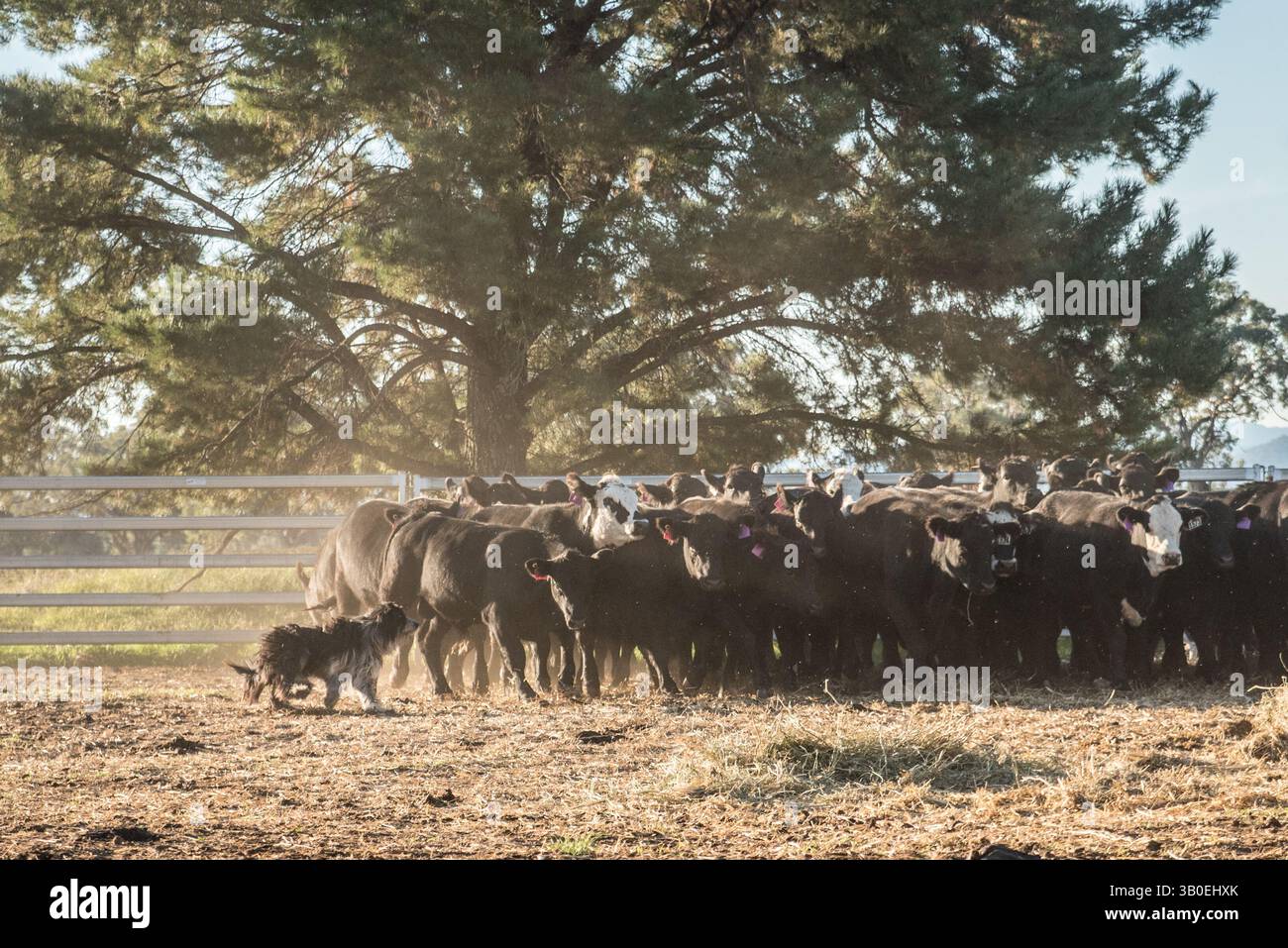 dog working cattle Stock Photo - Alamy