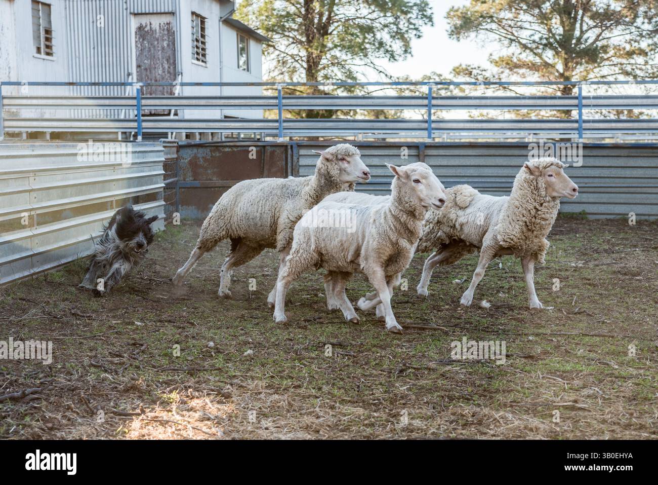 Border collie rounding up sheep hi-res stock photography and images - Alamy
