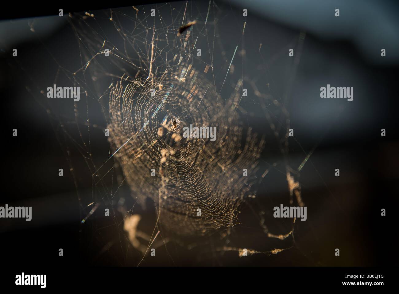 White line spider web icon hi-res stock photography and images - Alamy