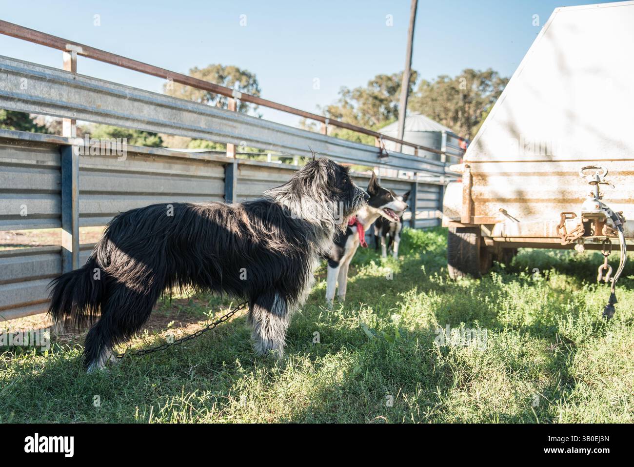 Smithfield sheepdog hi-res stock photography and images - Alamy