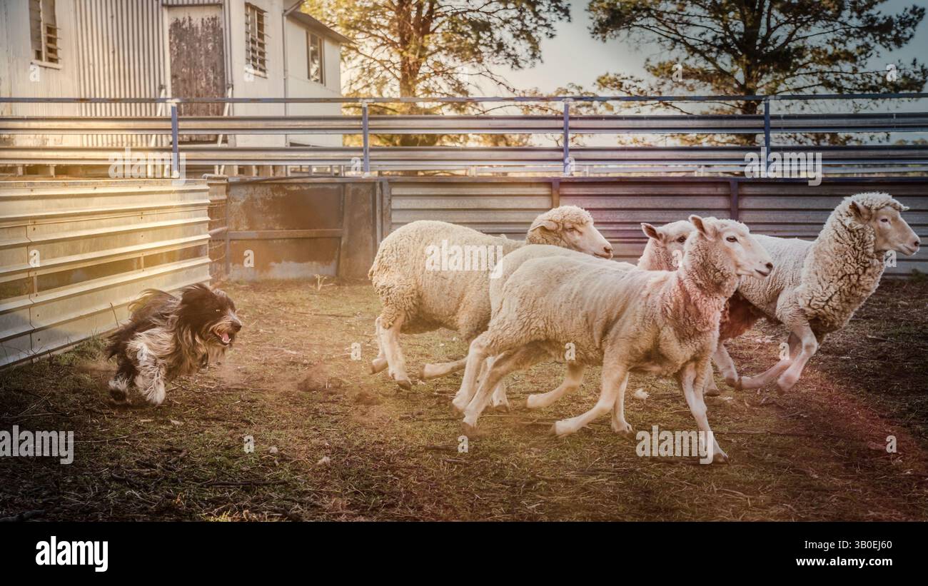 Dog working sheep Stock Photo - Alamy