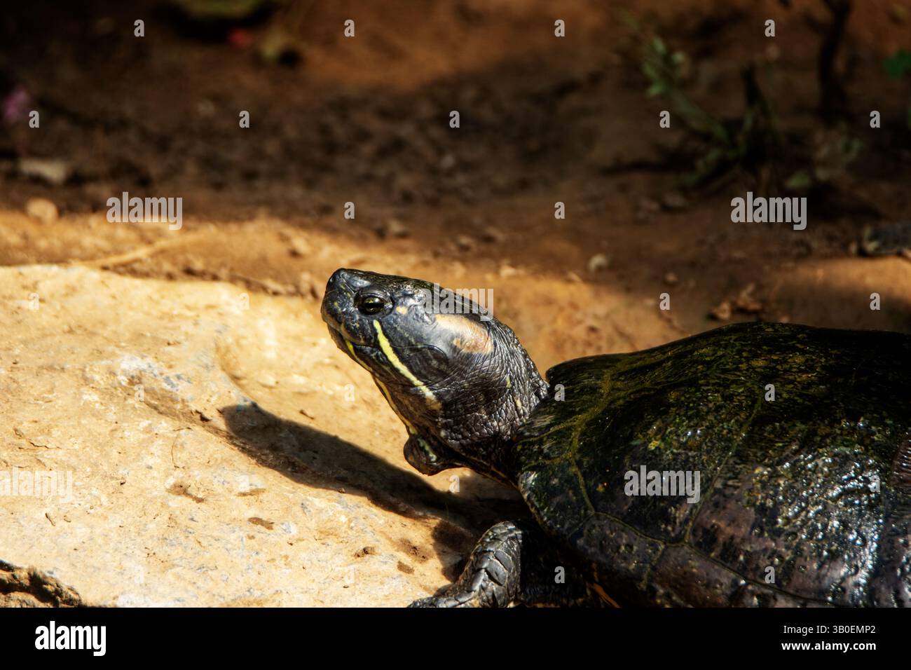 Red Eared terrapin (Pseudemys scripta elegans Stock Photo - Alamy