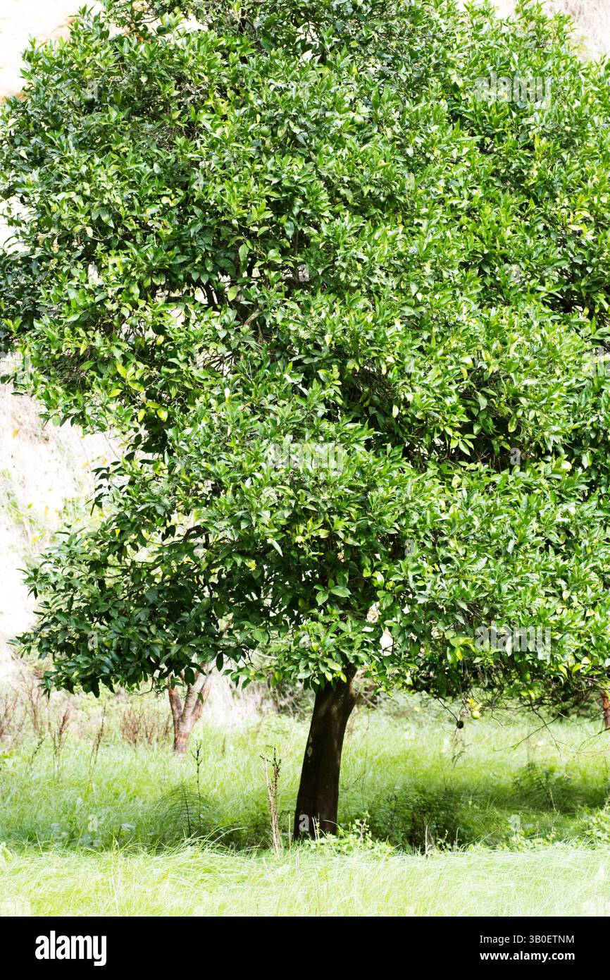tree in full leaf in the middle of a meadow Stock Photo - Alamy
