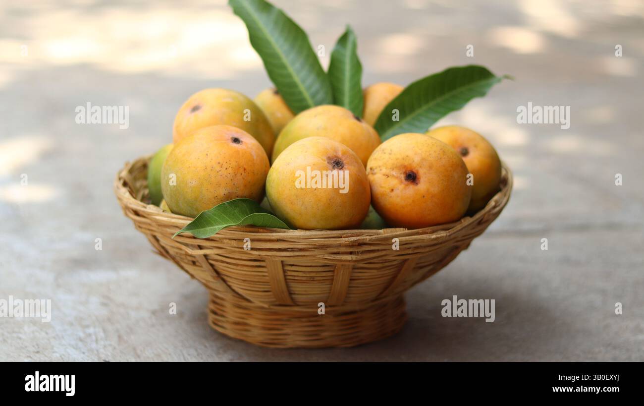 Farm fresh ripe delicious mangoes arranged in a traditional basket ...