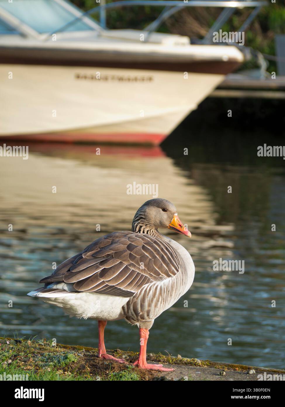 Solitary Greylag Goose strolling along the banks of the Thames at ...