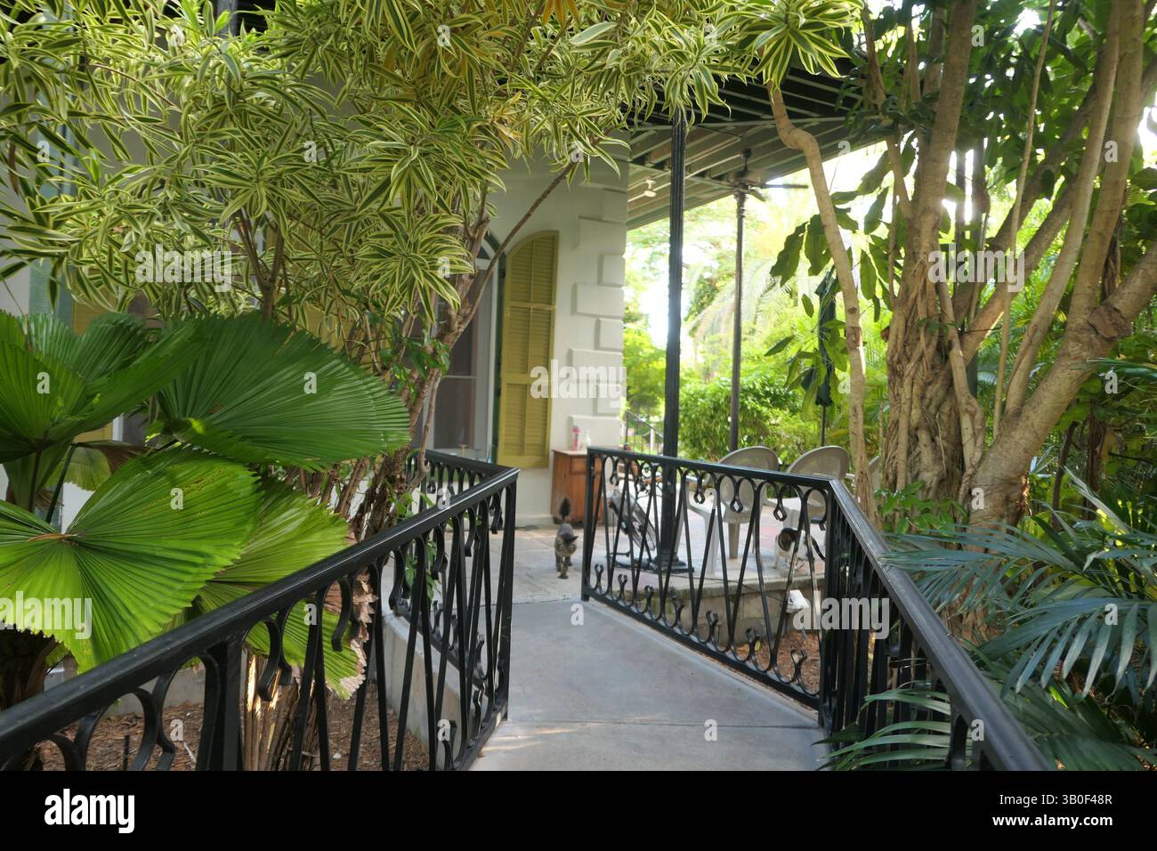 Garden and polydactyl six-toed cat at the Hemingway Home and Museum in ...