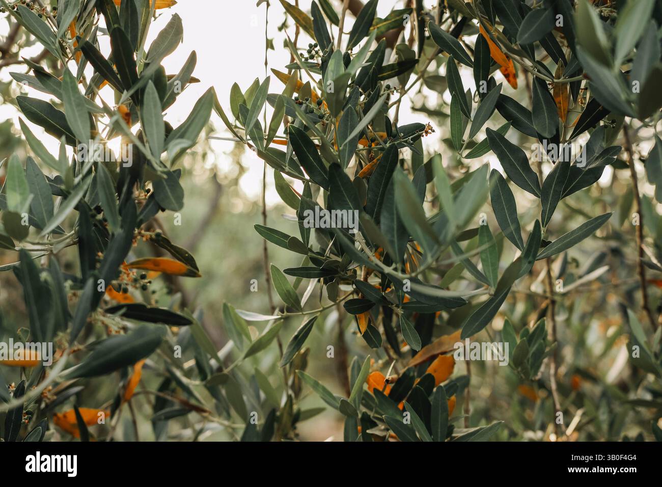 Growth of olive trees Stock Photo - Alamy