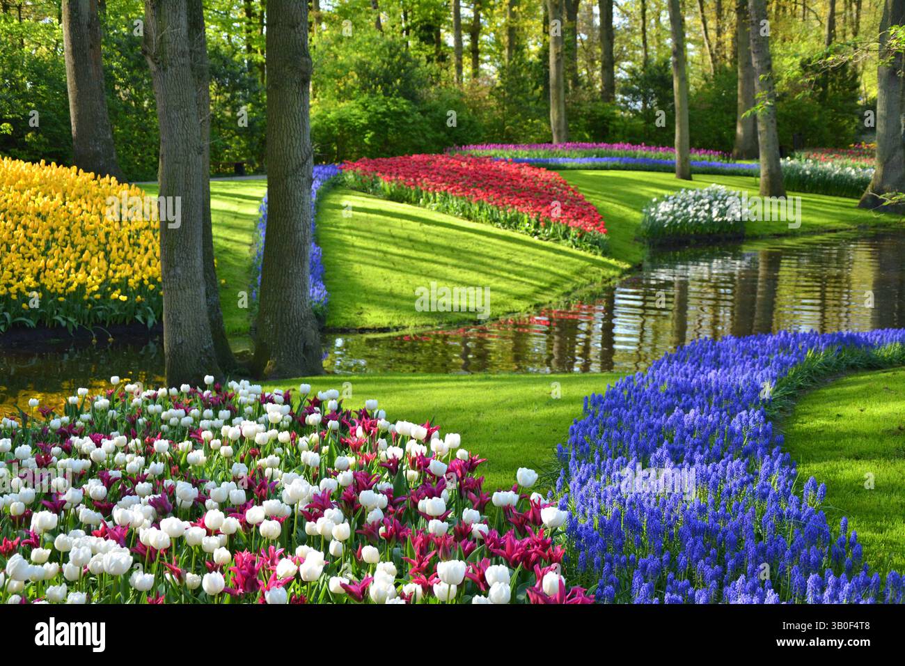 Keukenhof garden famous scenic landscape of blooming spring flowers by ...
