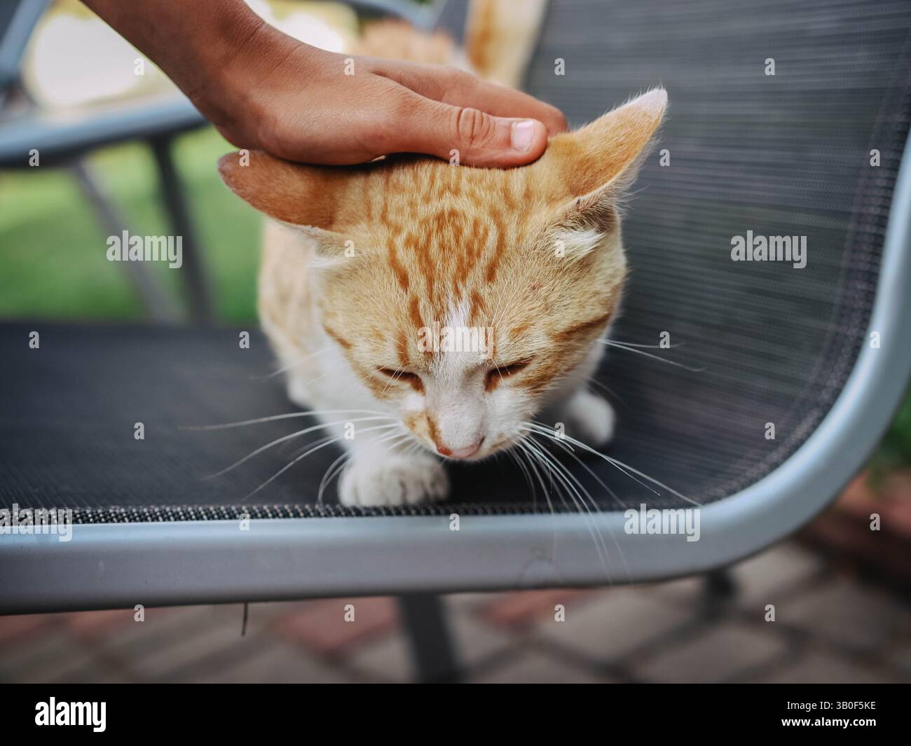 Human stroking cat hi-res stock photography and images - Alamy