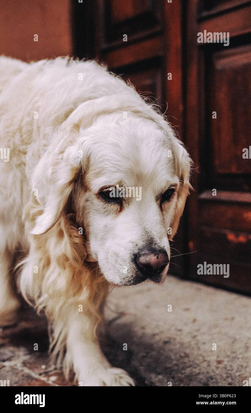 Loyal guardian hi-res stock photography and images - Alamy