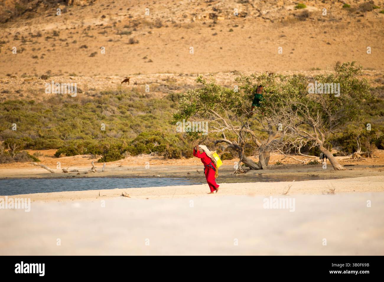 Mangrove on Shoab Beach Stock Photo - Alamy