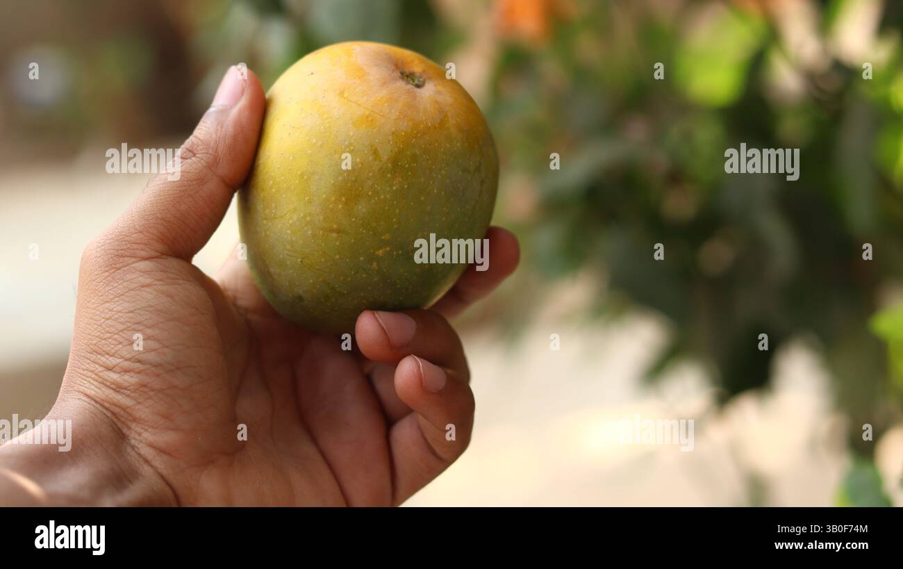 Hand holding Ripe mango fruit, farm fresh, organic tropical fruit ...