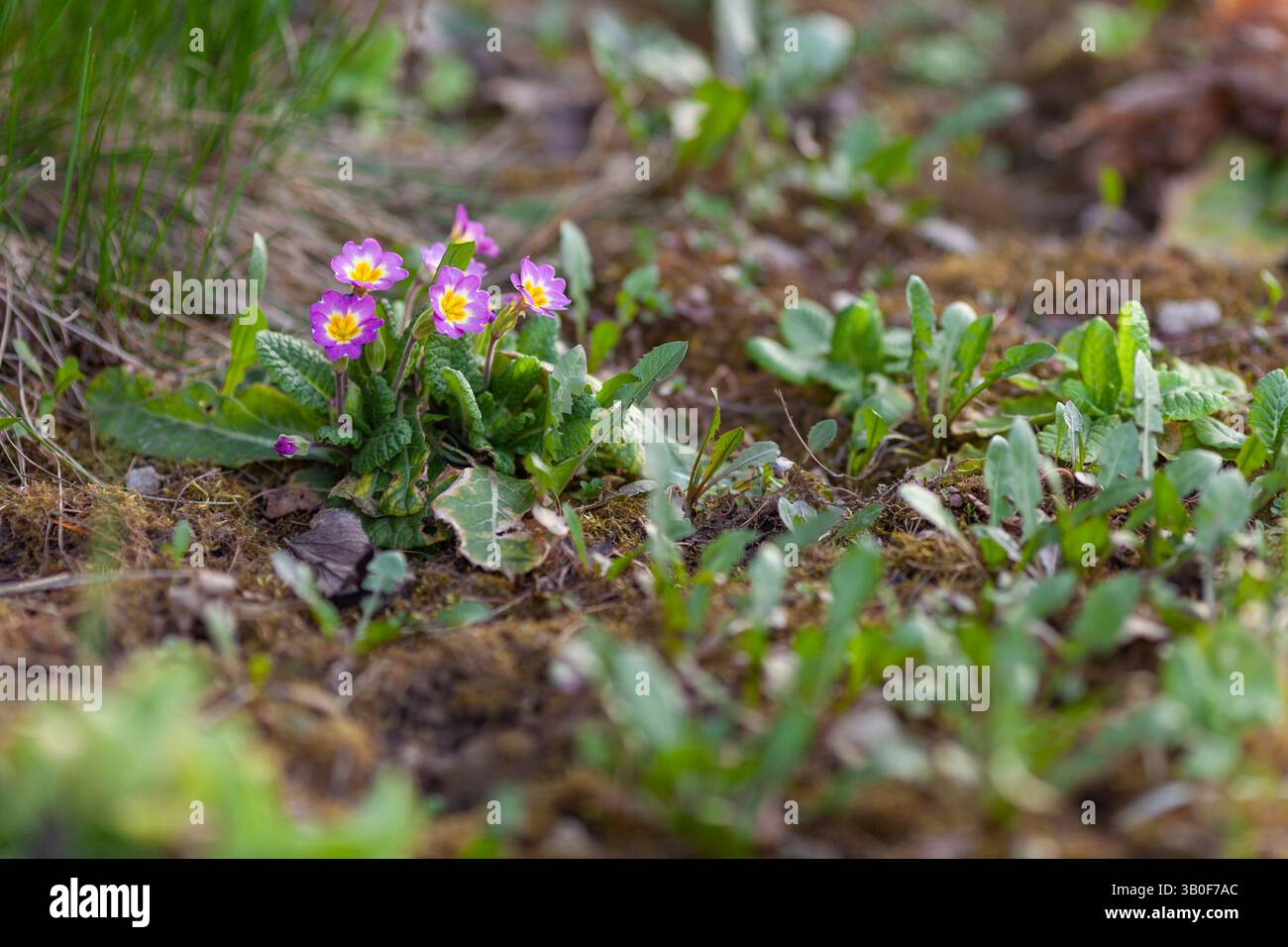 Perennial herbaceous plant of the genus Primrose Pink primrose Stock ...