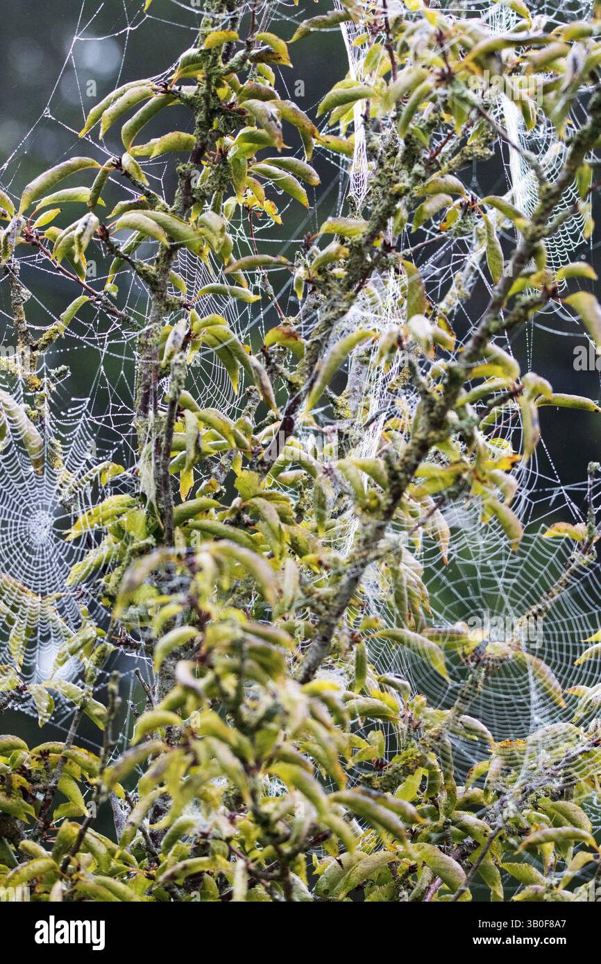 Multiple spiders webs hi-res stock photography and images - Alamy