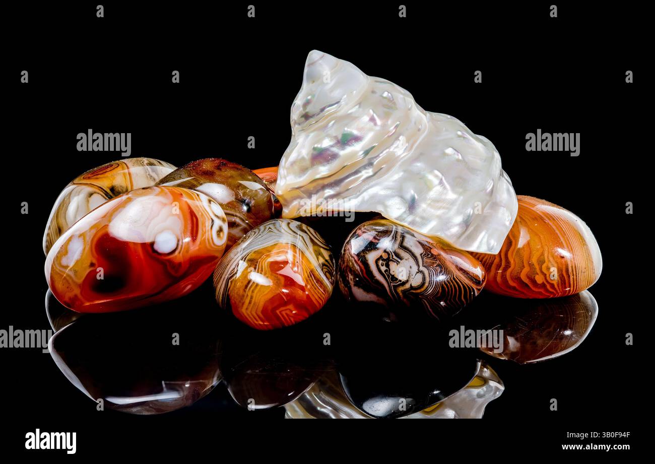 Astraea turbanicum hi-res stock photography and images - Alamy