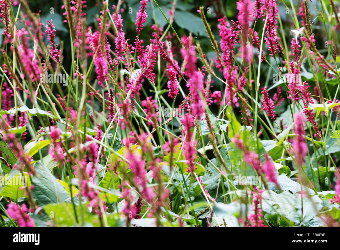 Red bistort or mountain fleece (Bistorta amplexicaulis) flowers ...