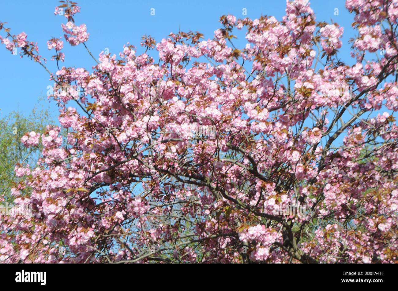 Kastrup/Copenhagen/ Denmark/24 APRIL 2025/.blooms flower tree in iney ...