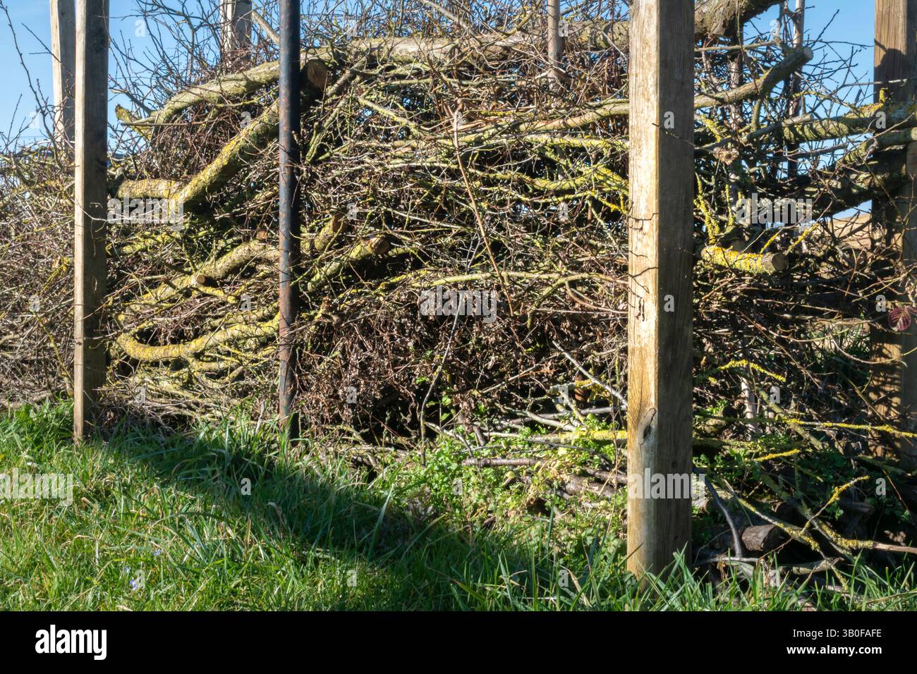 Dry hedge or Benjes hedge made of maintenance pruning branches, dead ...