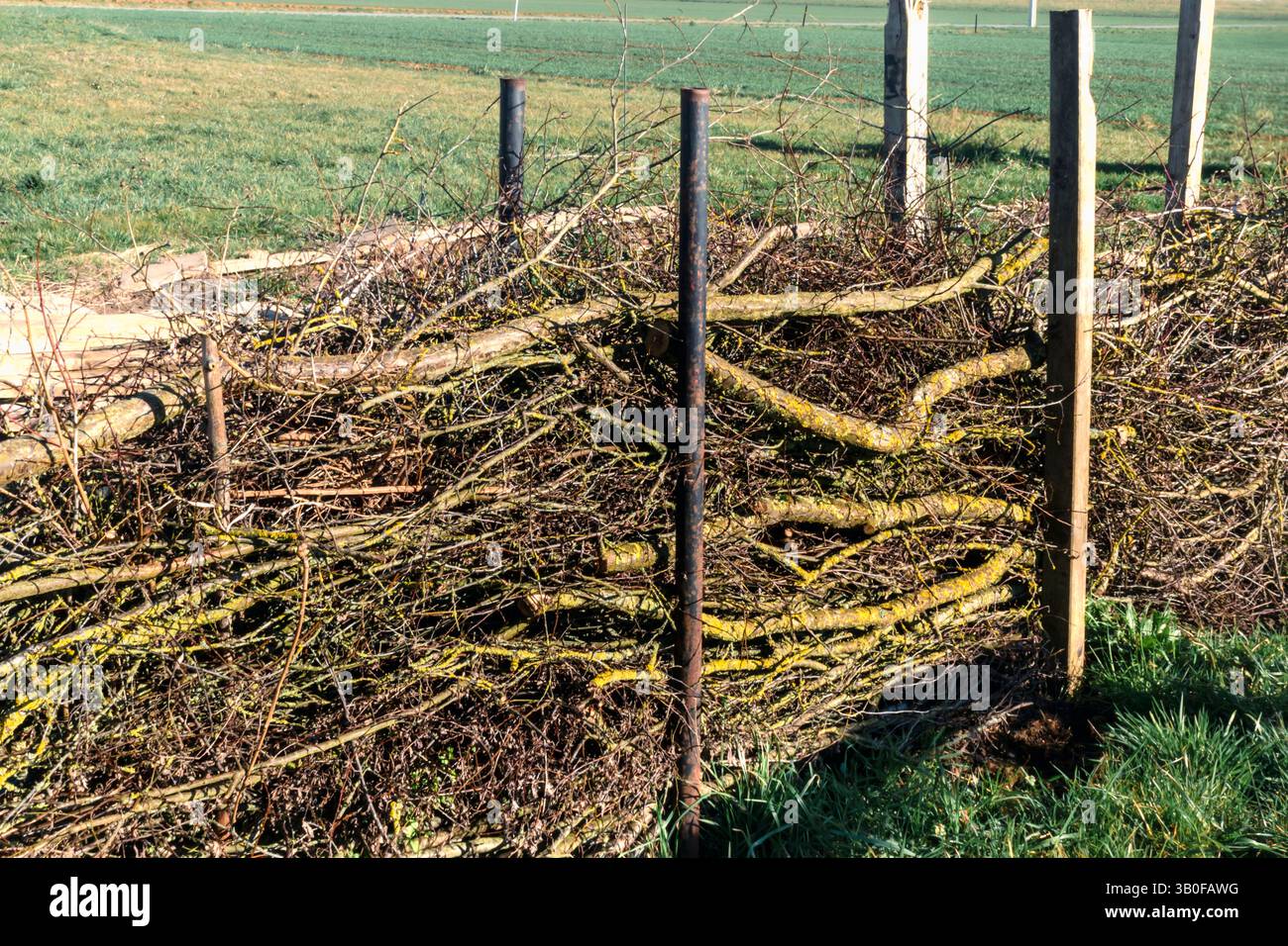 Dry hedge or Benjes hedge made of maintenance pruning branches, dead ...