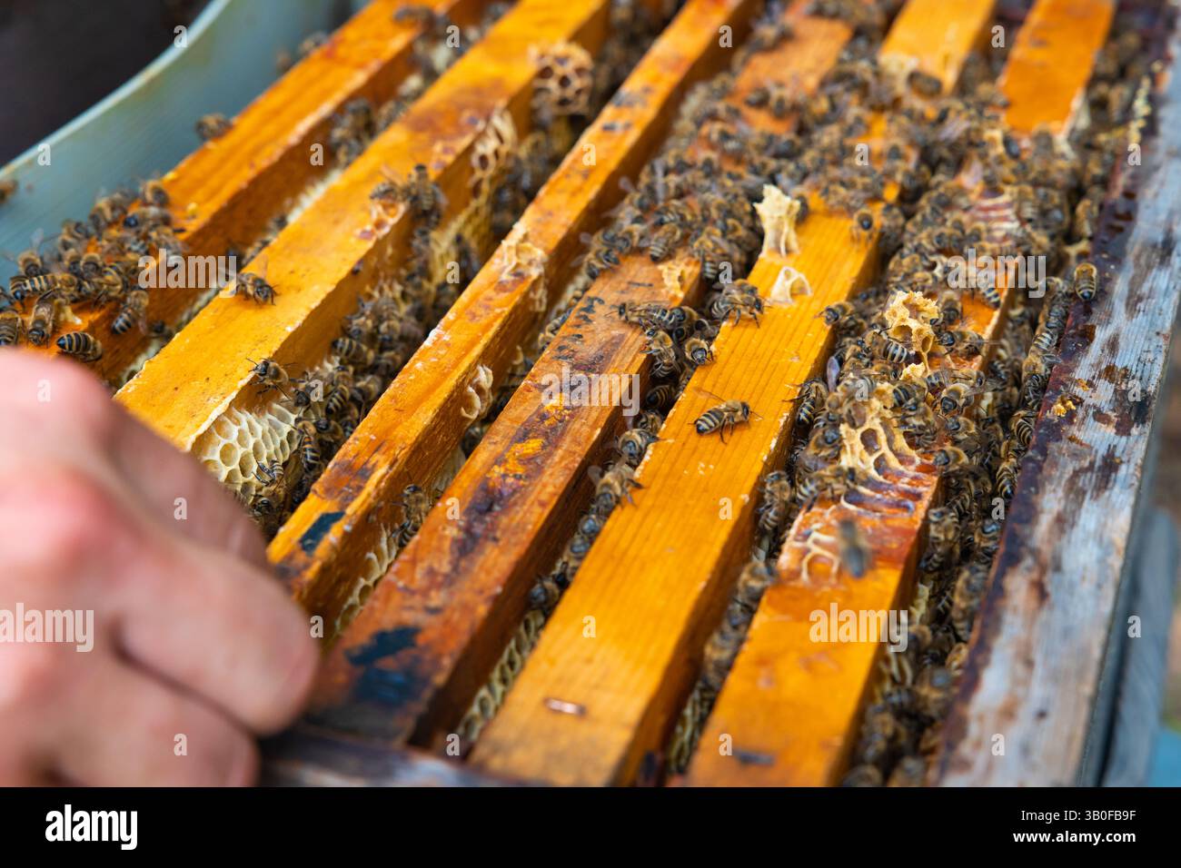 Close up view of bee hive with honey bees and honeycomb frames with ...