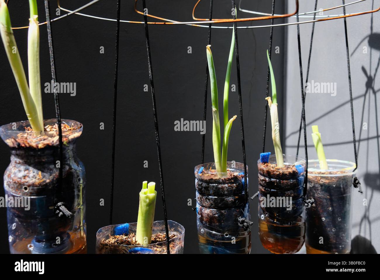 Regrowing leeks in hanging pots from used bottles Stock Photo - Alamy