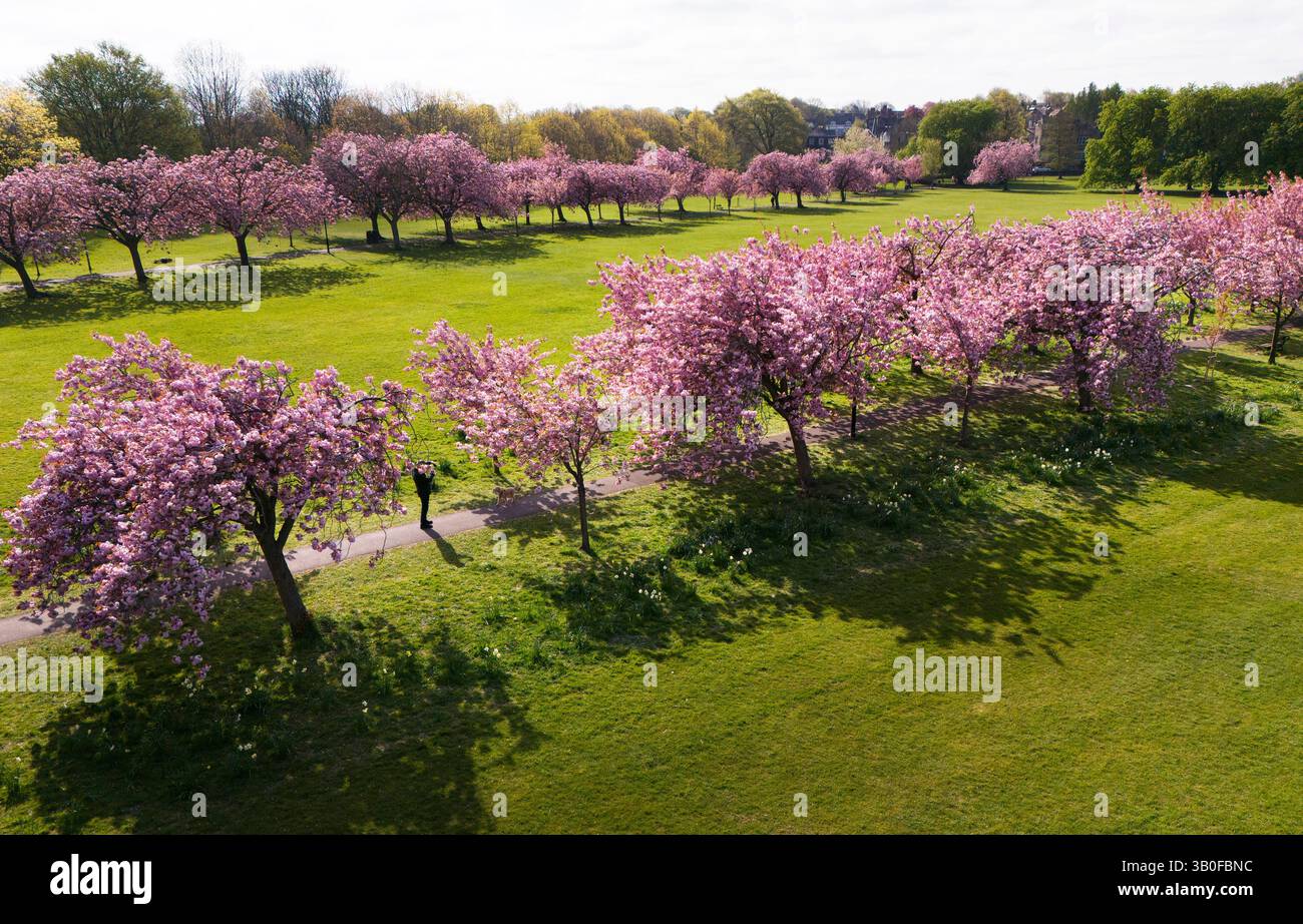 Cherry blossom in full bloom at The Stray in Harrogate, Yorkshire ...