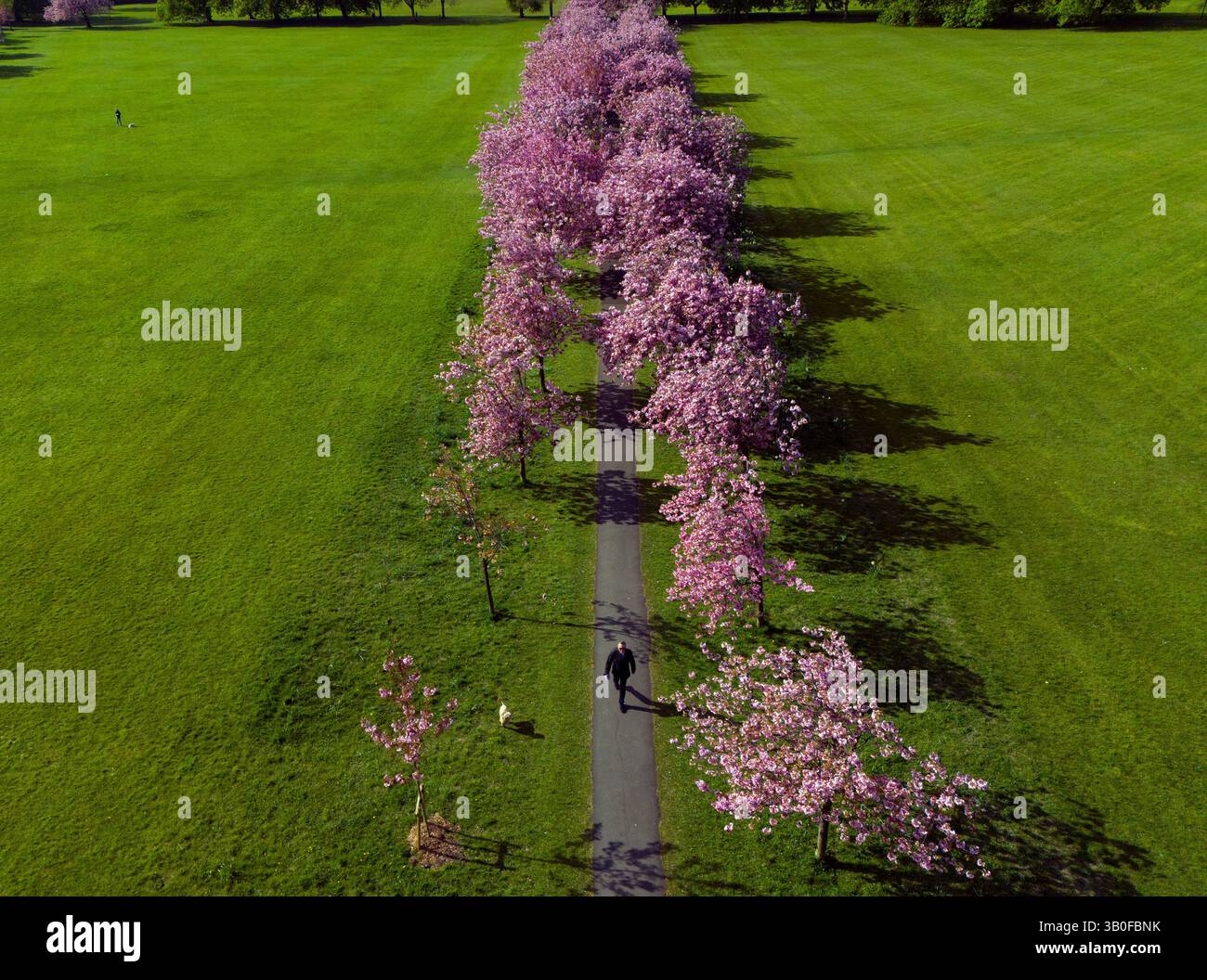 Cherry blossom in full bloom at The Stray in Harrogate, Yorkshire ...
