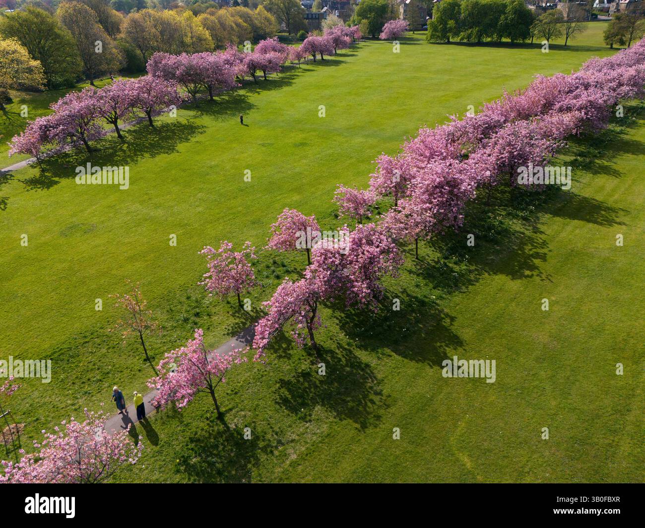 Cherry blossom in full bloom at The Stray in Harrogate, Yorkshire ...
