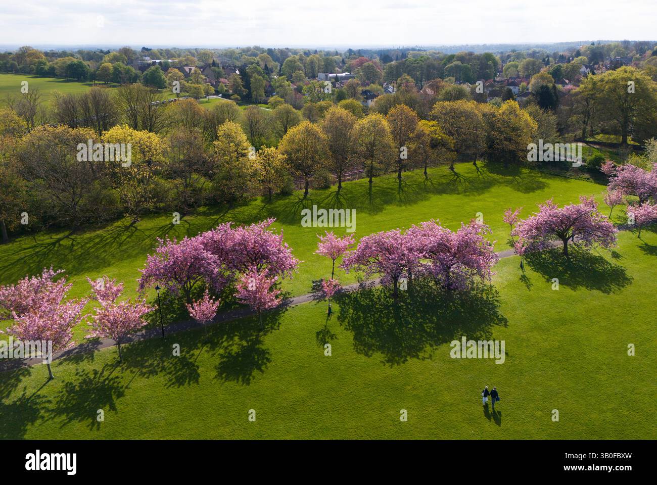 Cherry blossom in full bloom at The Stray in Harrogate, Yorkshire ...