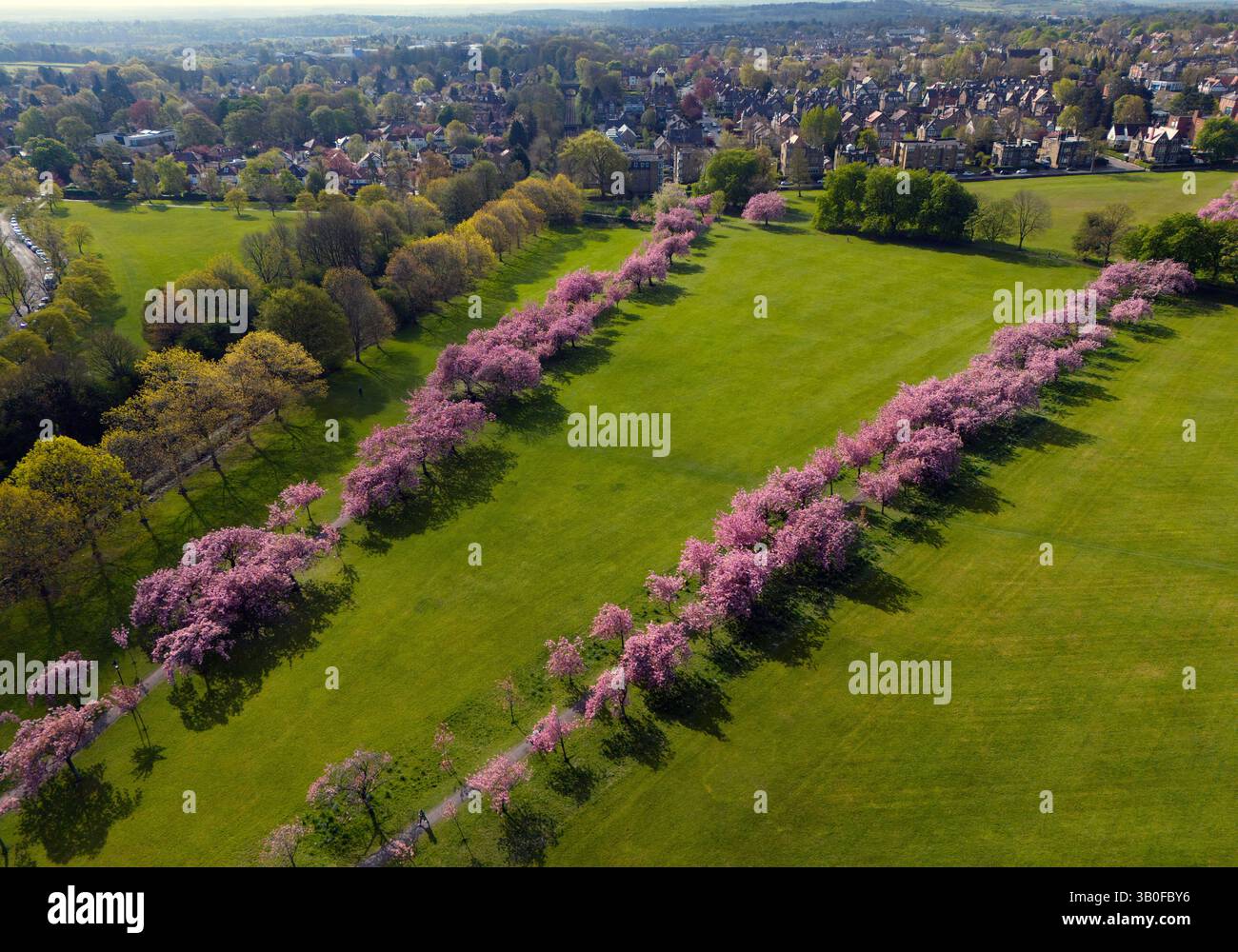 Cherry blossom in full bloom at The Stray in Harrogate, Yorkshire ...