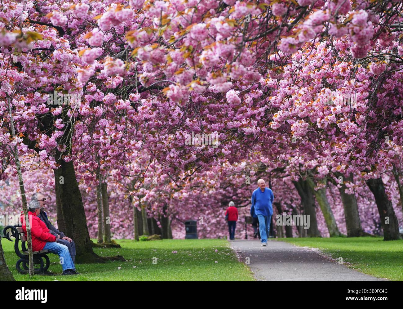 Cherry blossom in full bloom at The Stray in Harrogate, Yorkshire ...