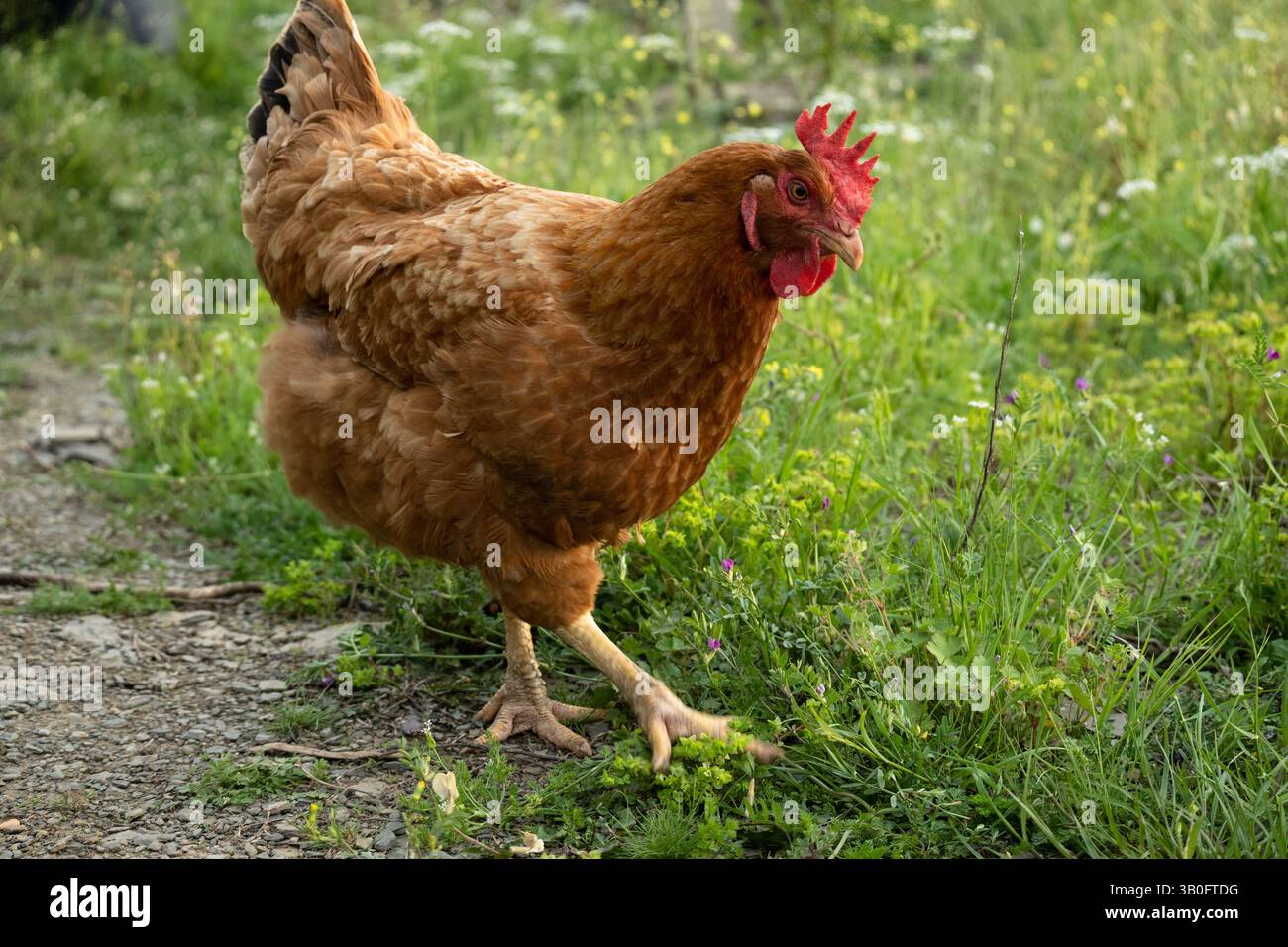 Free brown hen graze hi-res stock photography and images - Alamy